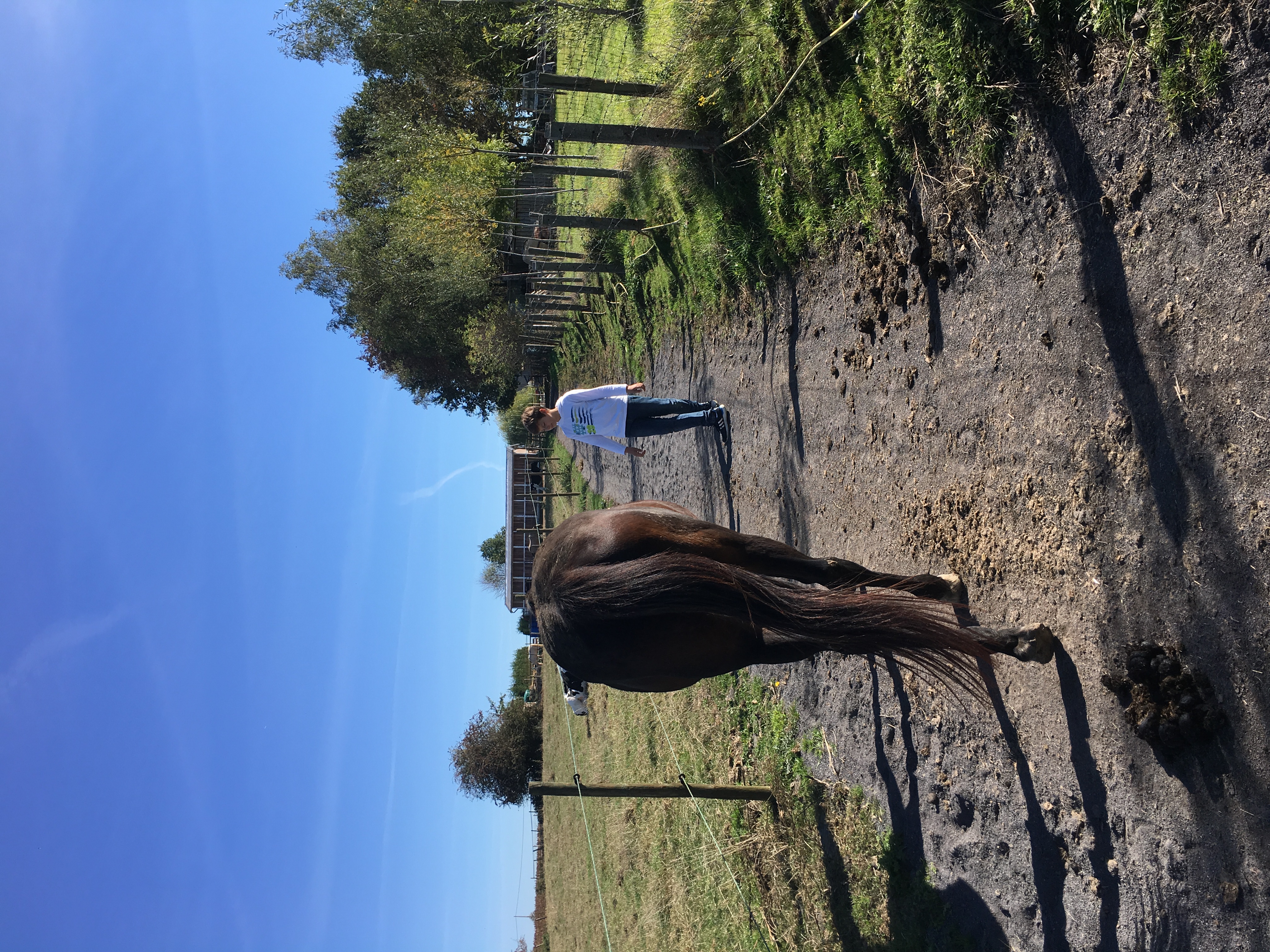 L’équitation autrement | L'arbre cheval